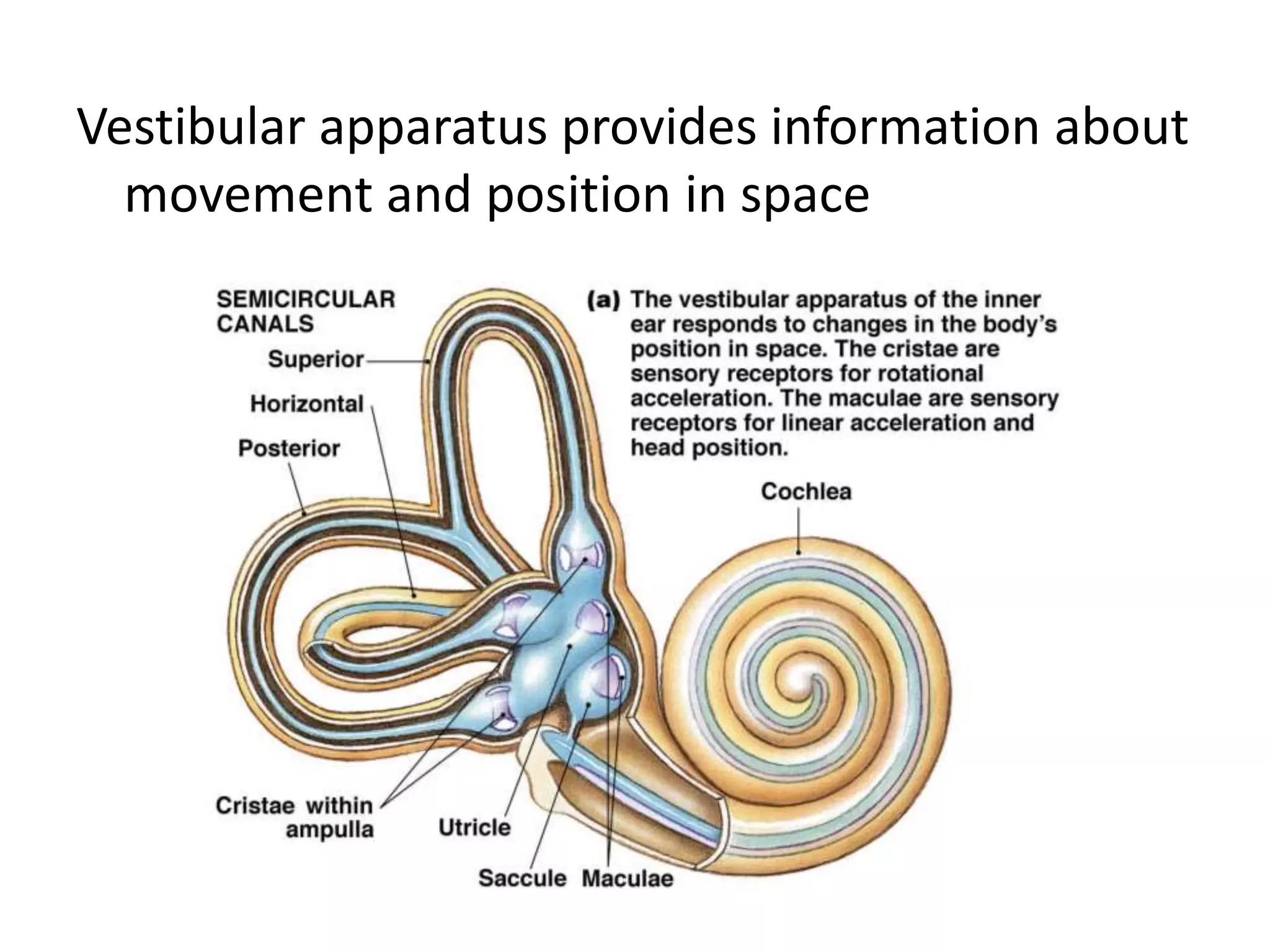 Vestibular apparatus | PPTX