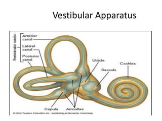 Vestibular apparatus | PPTX