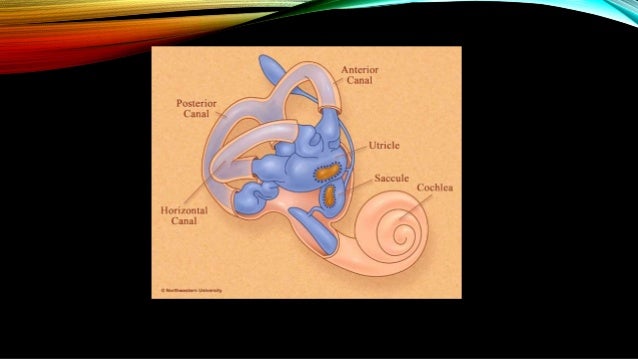 Vestibular apparatus