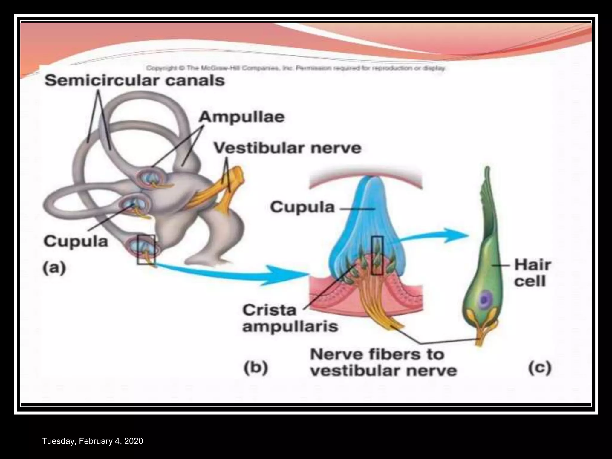 Vestibular apparatus | PPT