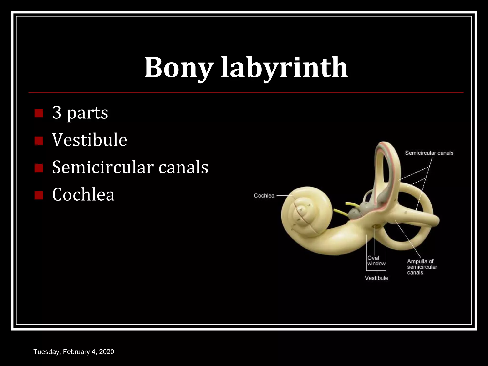 Vestibular apparatus | PPT