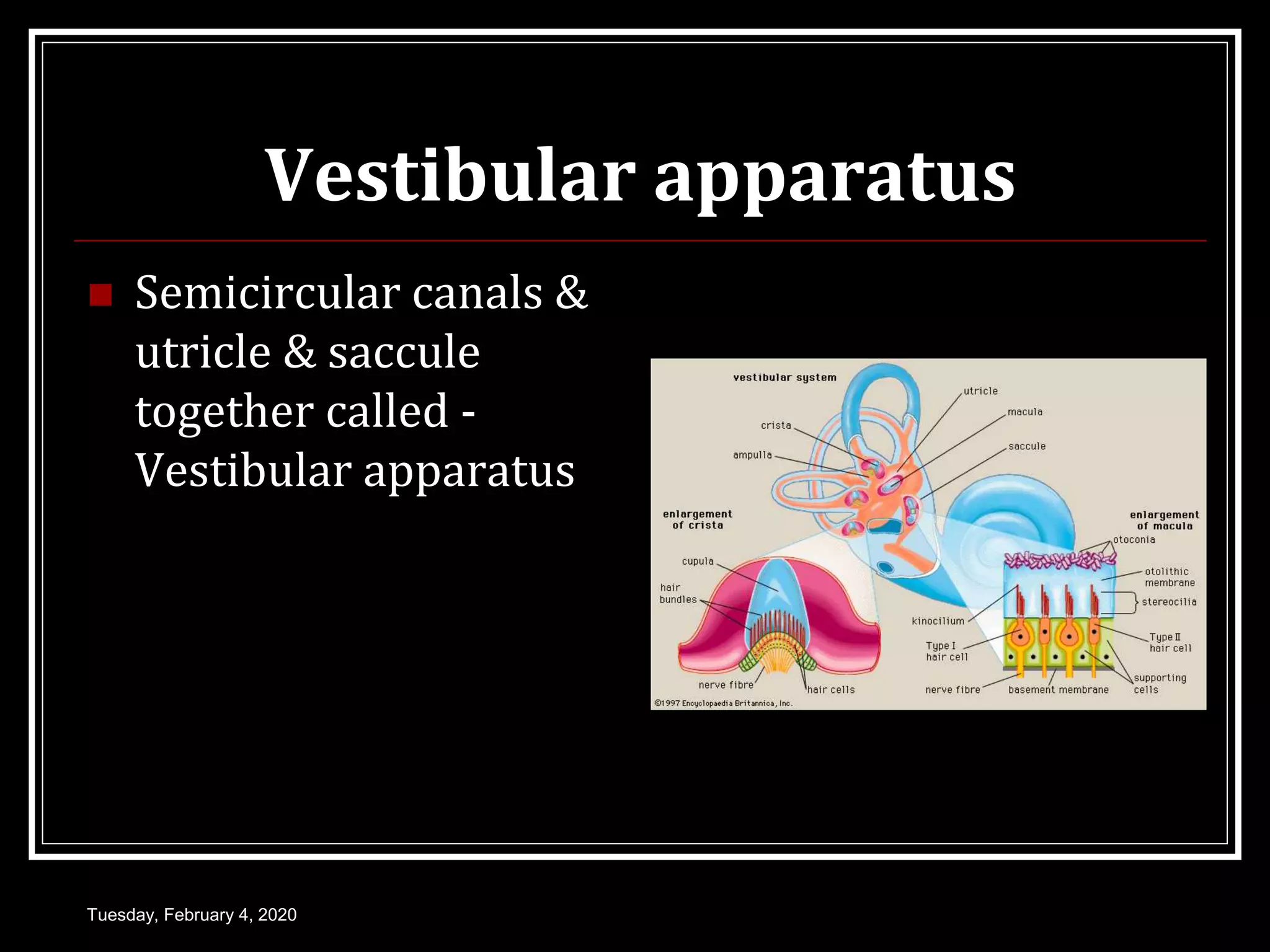 Vestibular apparatus | PPT