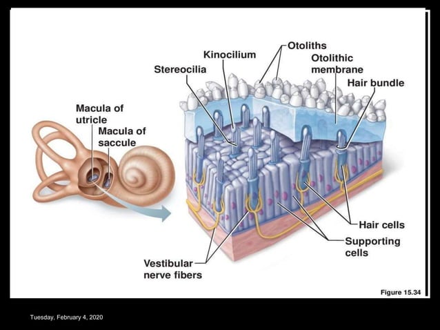 Vestibular apparatus | PPT | Brain and Nervous System Disorders ...