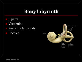 Vestibular apparatus | PPT