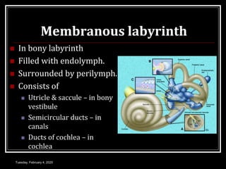 Vestibular apparatus | PPT