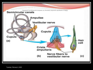 Cupula Vestibular System