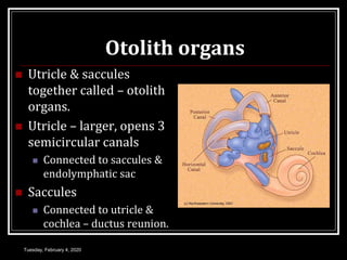 Otolith Organs