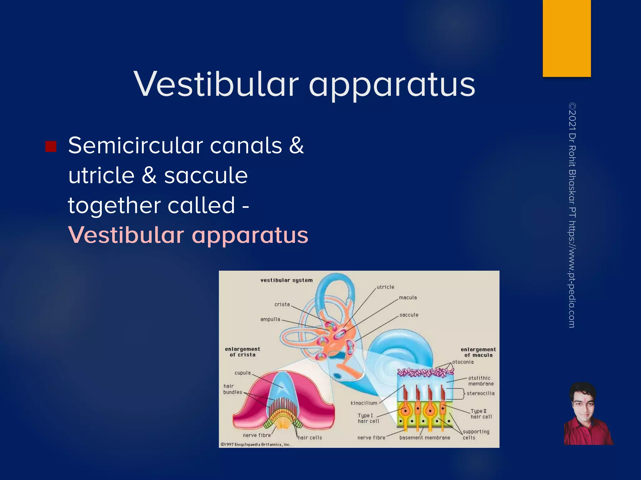 Vestibular System Anatomy Function - Dr Rohit Bhaskar | PPT