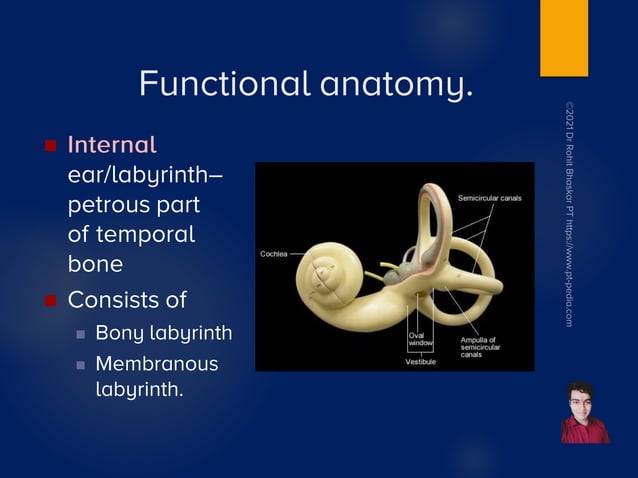 Vestibular System Anatomy Function - Dr Rohit Bhaskar | PDF