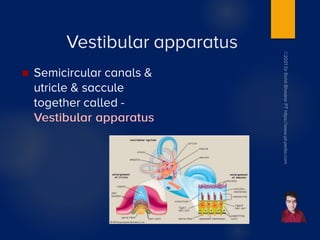 Vestibular System Anatomy Function - Dr Rohit Bhaskar | PDF