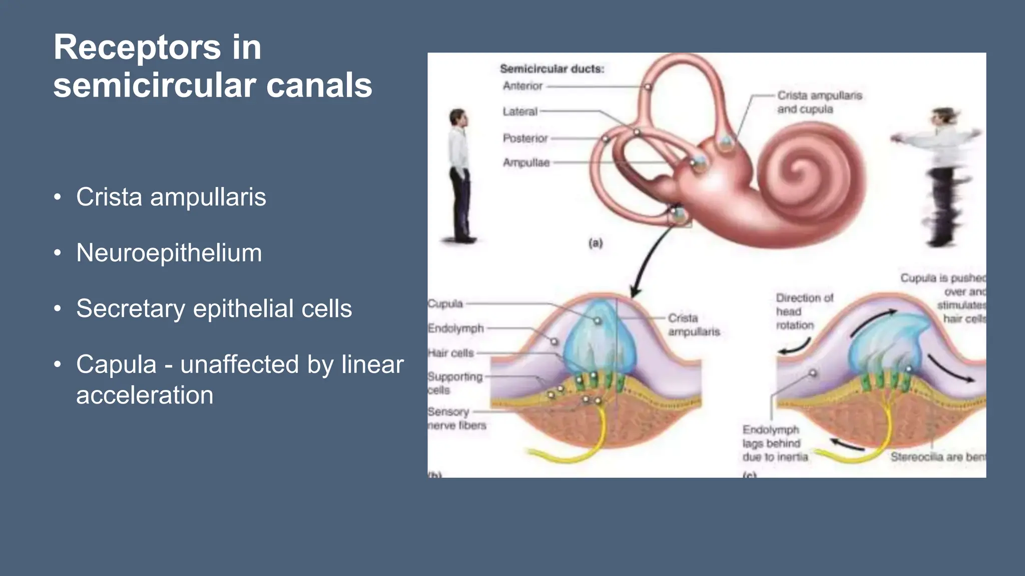 Vestibular apparatus and balancing role human | PPTX