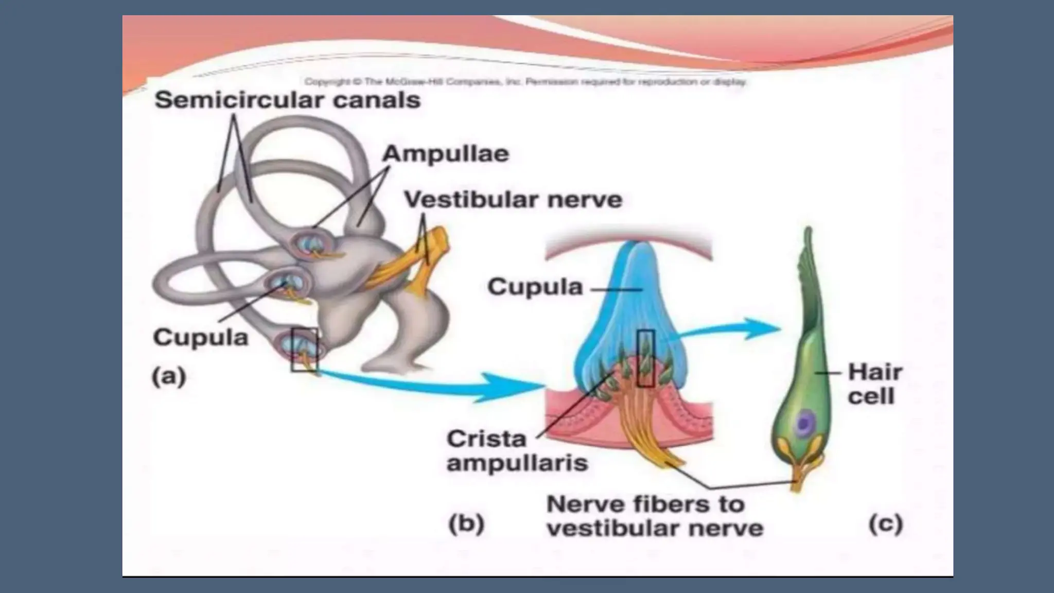 Vestibular apparatus and balancing role human | PPTX