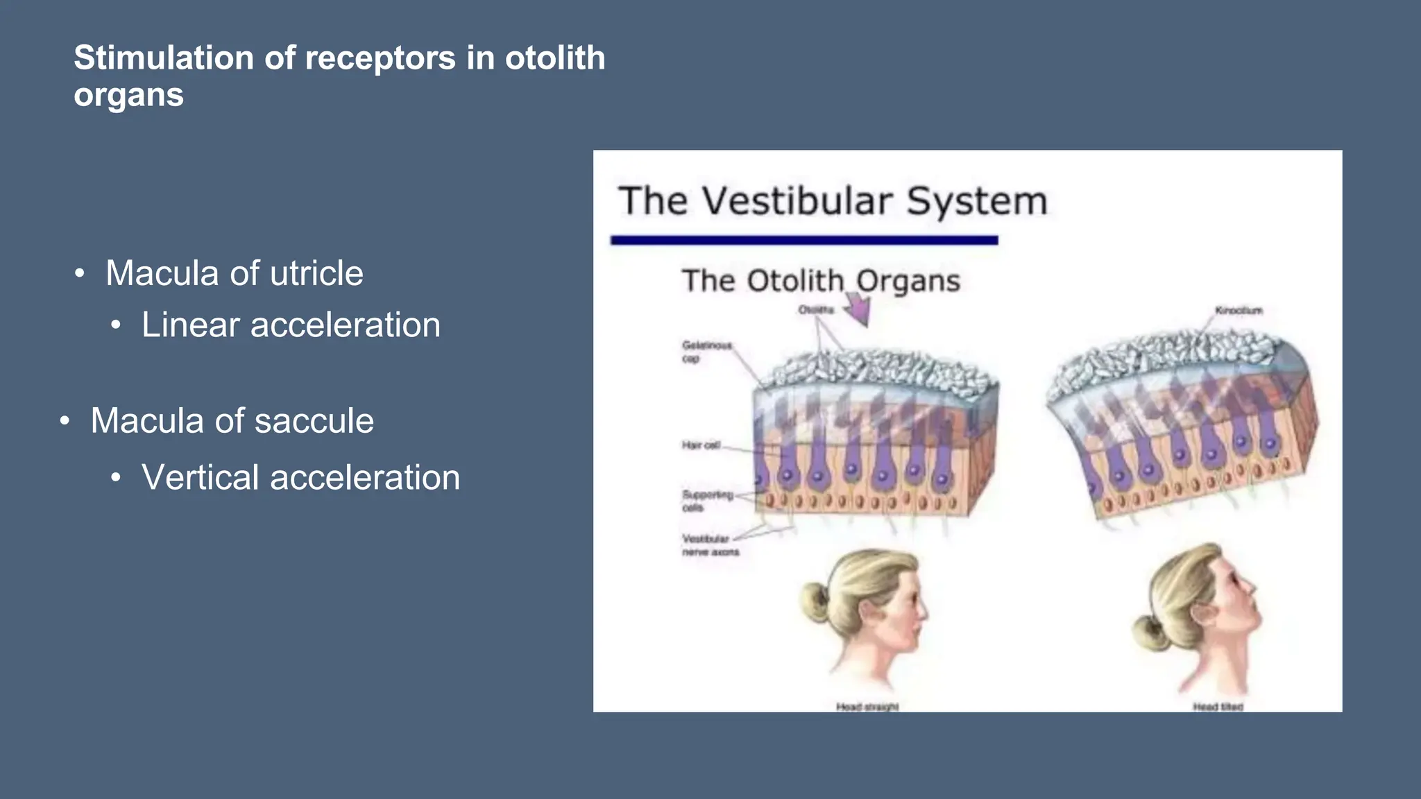 Vestibular apparatus and balancing role human | PPTX