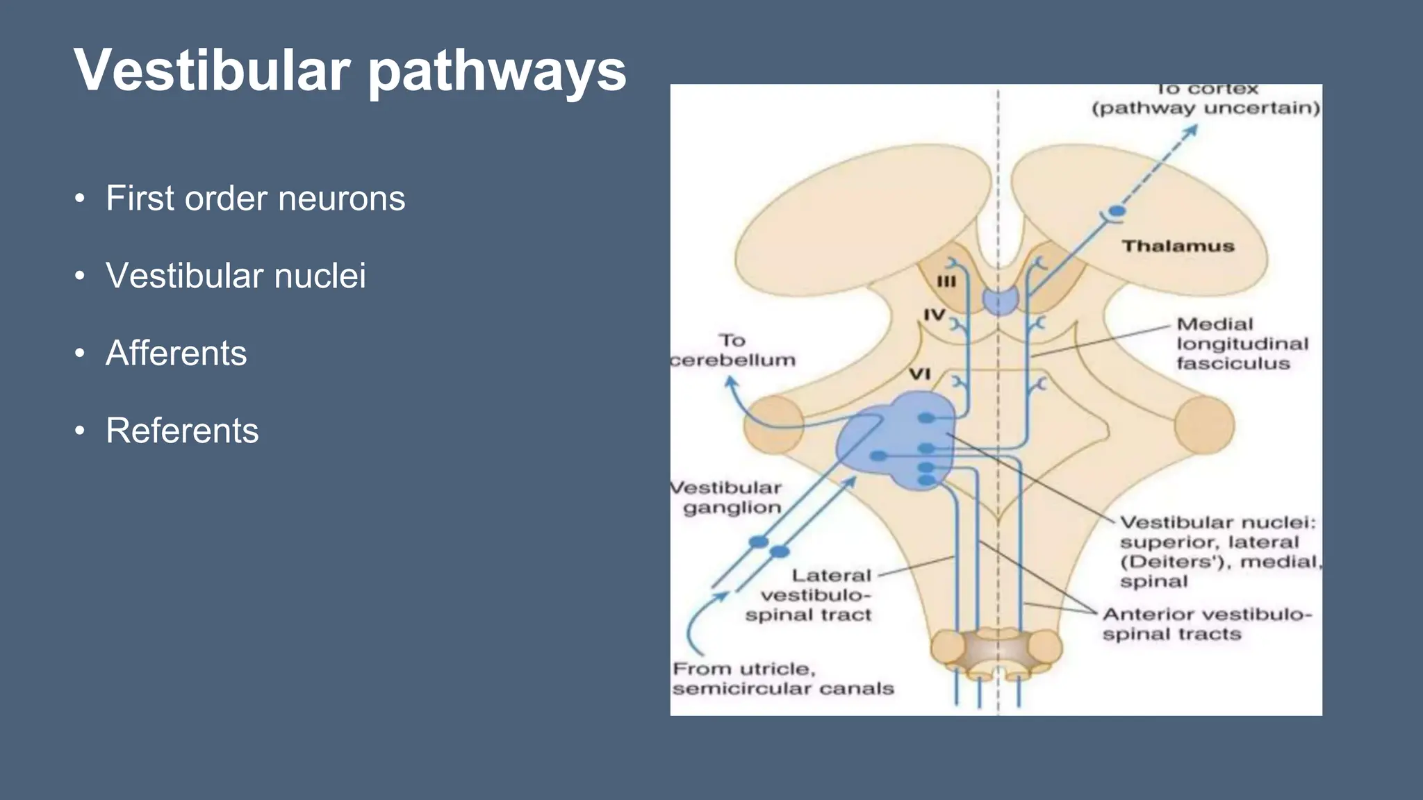 Vestibular apparatus and balancing role human | PPTX