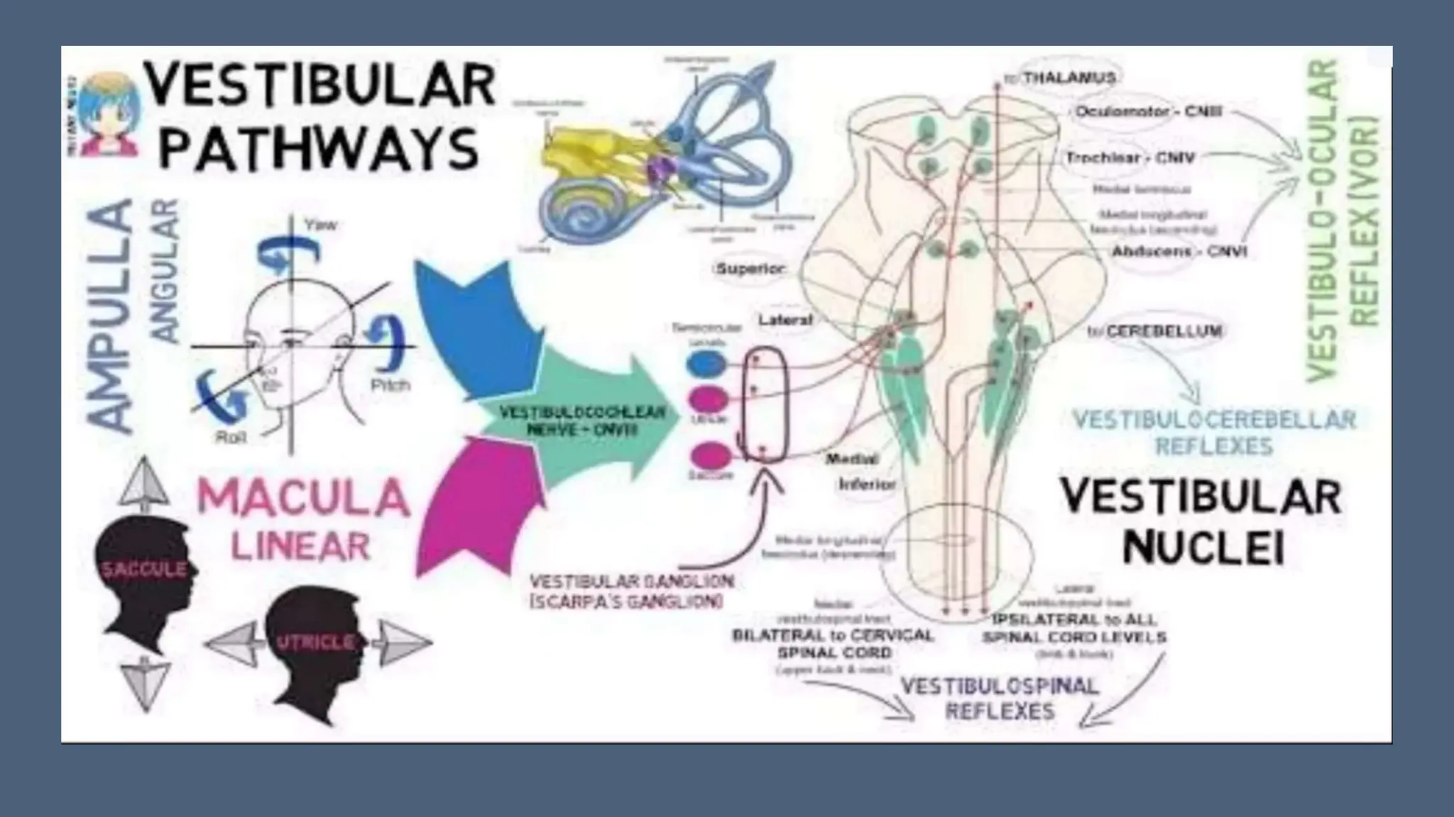 Vestibular apparatus and balancing role human | PPTX