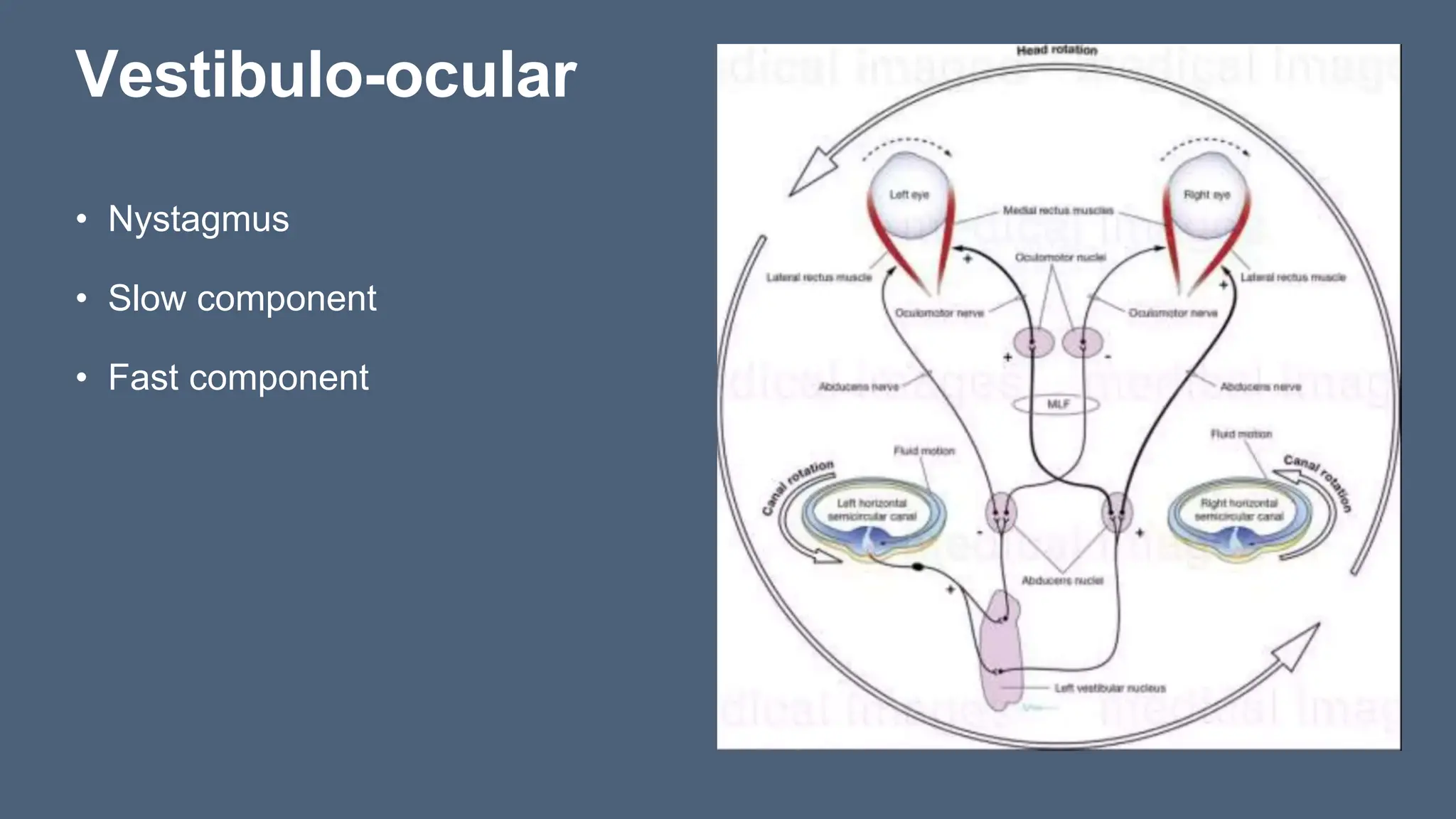 Vestibular apparatus and balancing role human | PPTX