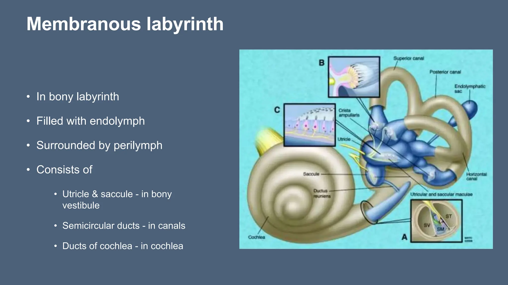 Vestibular apparatus and balancing role human | PPTX