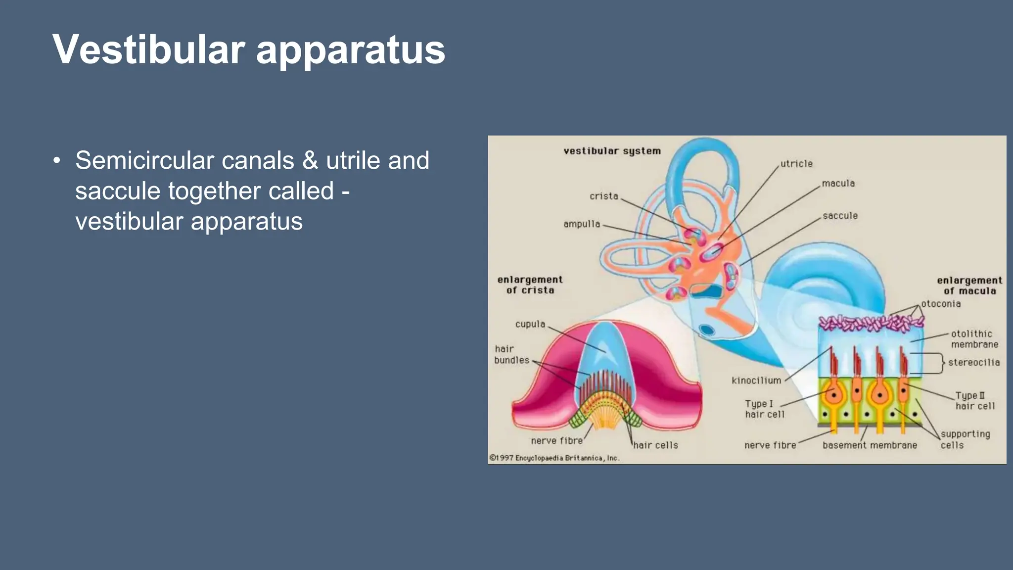 Vestibular apparatus and balancing role human | PPTX