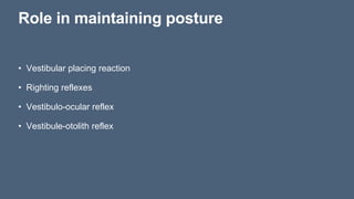 Vestibular apparatus and balancing role human | PPTX