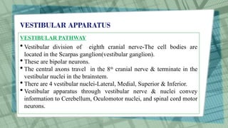 Vestibular Apparatus first year physiology | PPTX