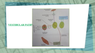 Vestibular Apparatus first year physiology | PPTX