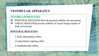 Vestibular Apparatus first year physiology | PPT