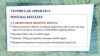 Vestibular Apparatus first year physiology | PPT