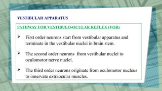 Vestibular Apparatus first year physiology | PPT