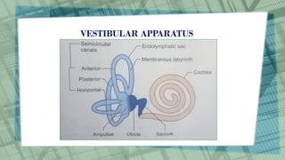 Vestibular Apparatus first year physiology | PPT