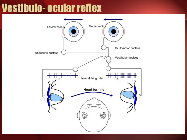 Vestibular assessment | PPT