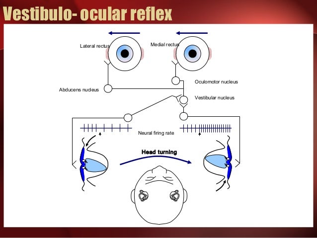 Vestibular assessment