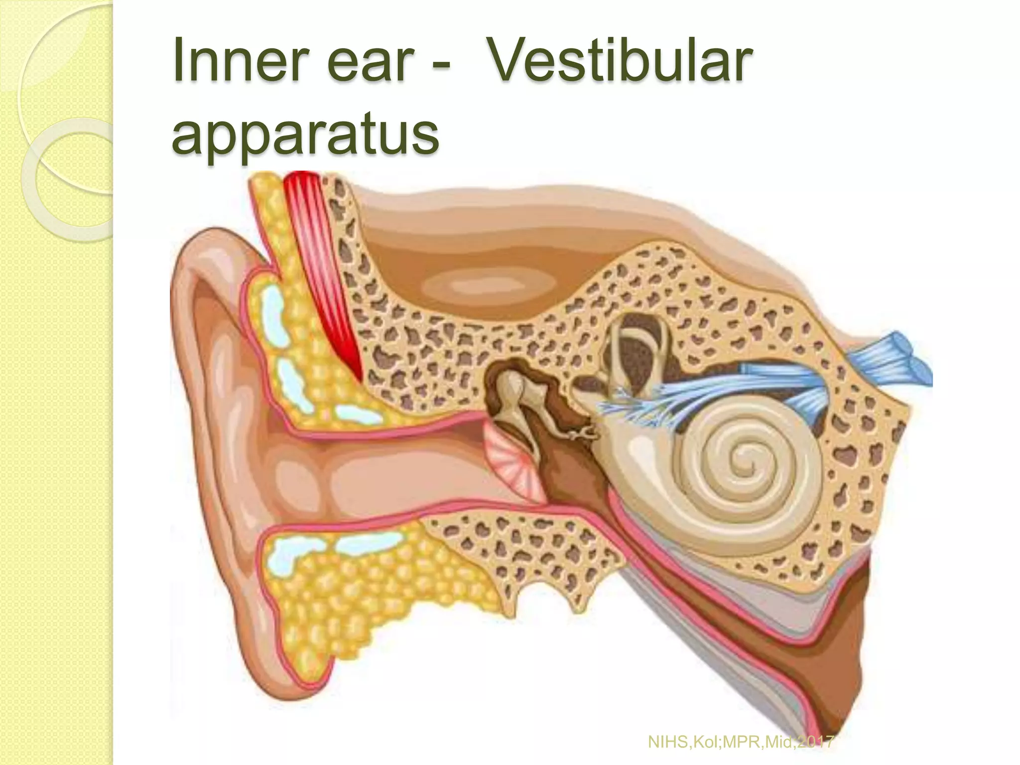 Vestibular Assessment.pptx