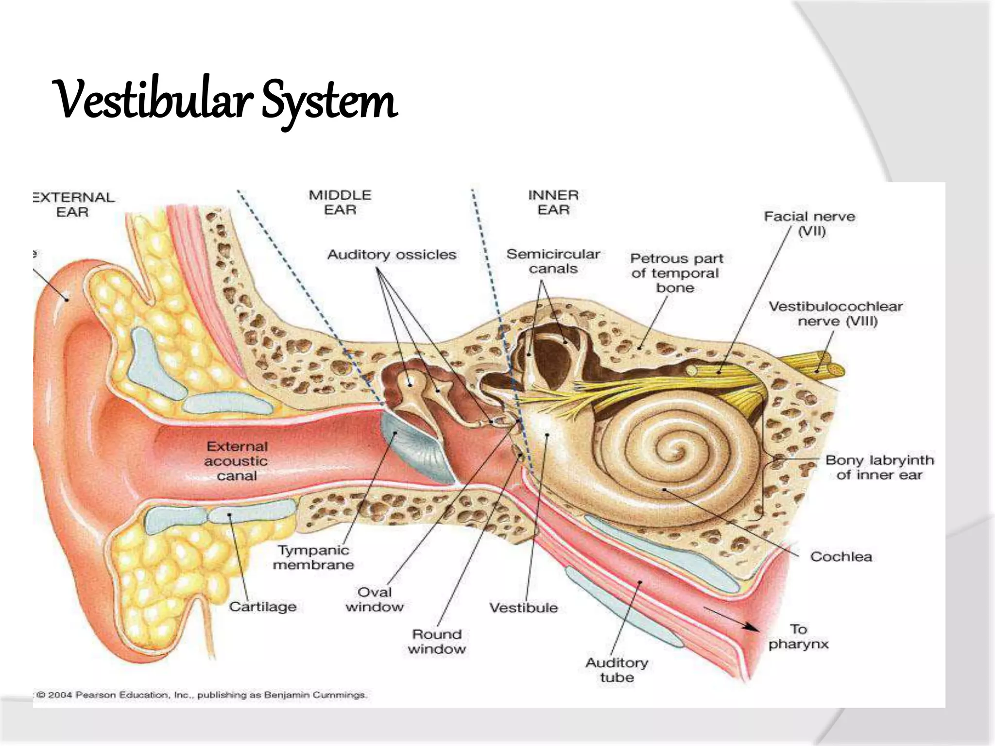 Vestibular disorder 1 (1).pptx