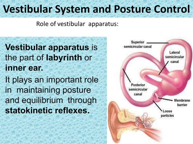 VESTIBULAR DISORDERS AND REHAB.pptx