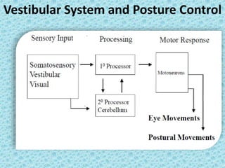 VESTIBULAR DISORDERS AND REHAB.pptx