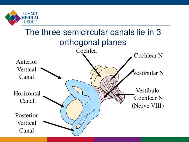Semicircular Canals Orientation