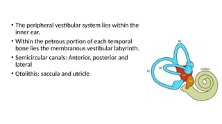 Comprehensive Overview of Vestibular System Anatomy and Physiotherapy ...
