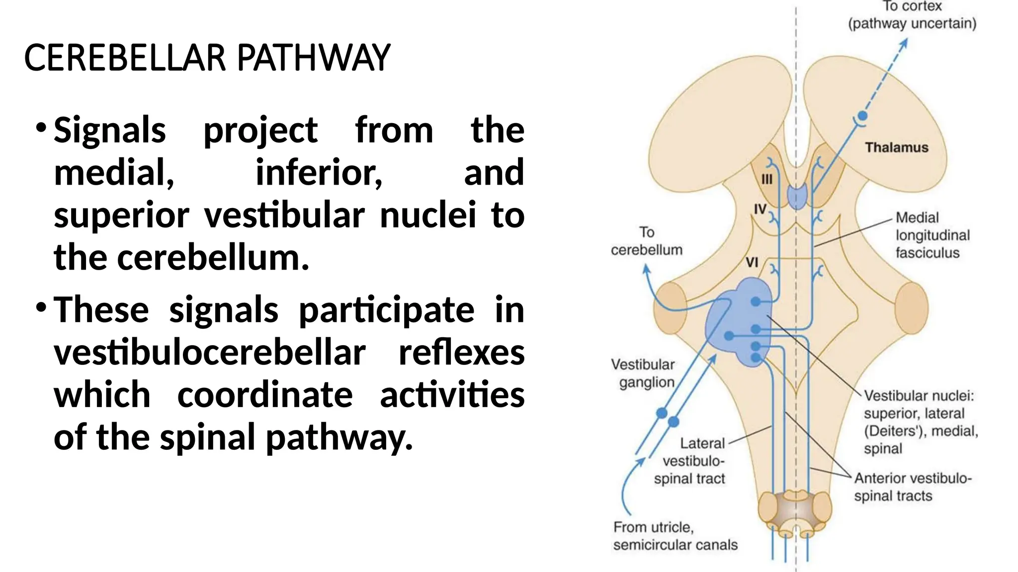VESTIBULAR PATHWAY SLIDE BY DR. STANLEY-1.pptx