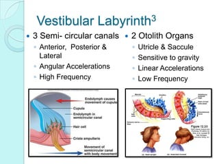 Vestibular Rehabilitation Inservice | PPTX