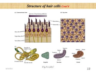 Vestibular sysstem | PPT