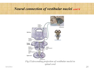 Vestibular sysstem | PPT