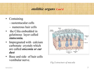 Vestibular sysstem | PPTX