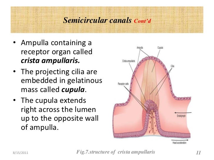 Vestibular sysstem