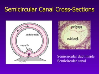 Vestibular System | PPT