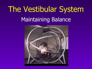 Vestibular System And Balance