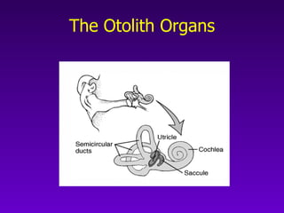 Otolith Organs And Semicircular Canals