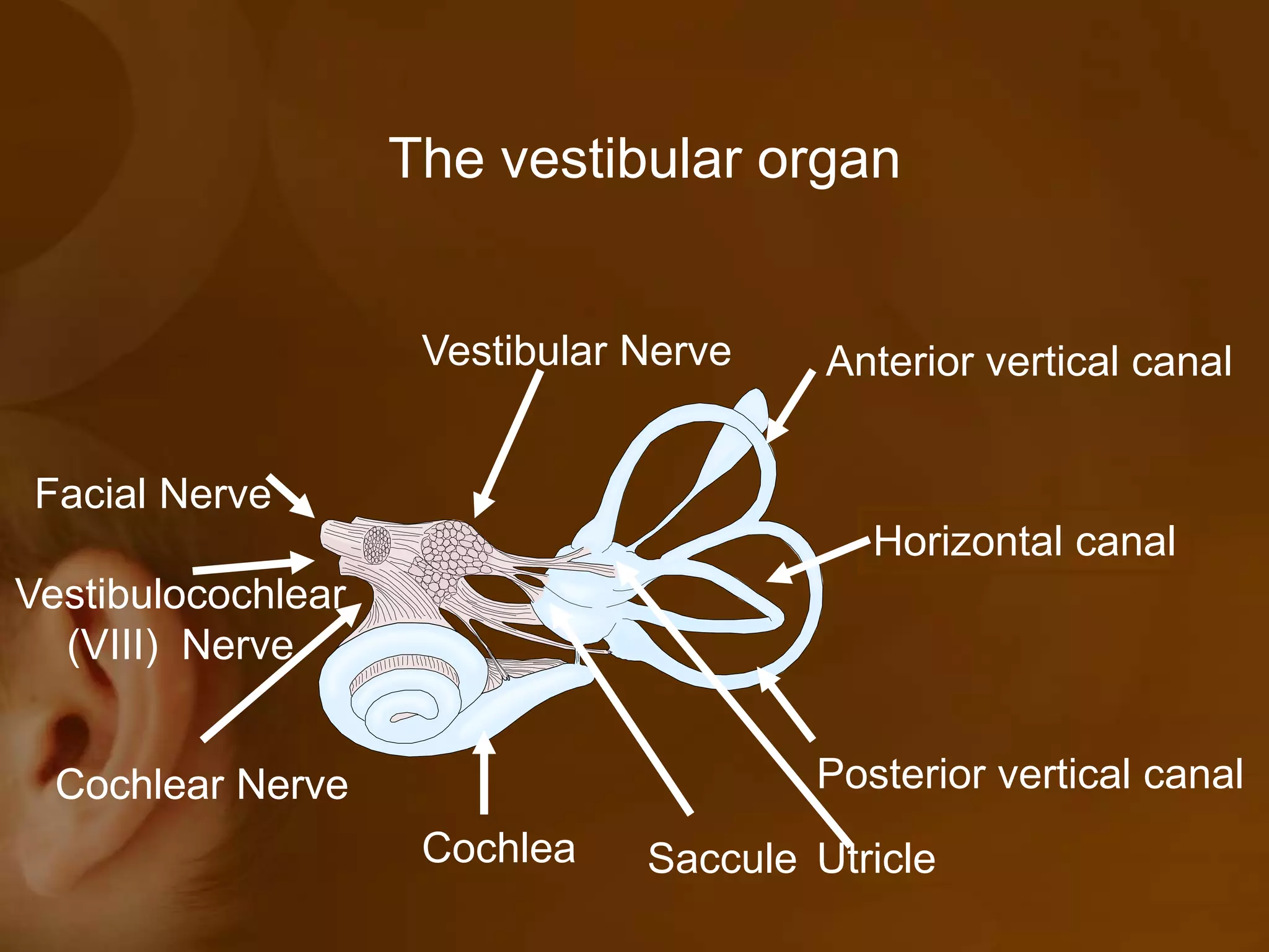 Vestibular system | PPTX