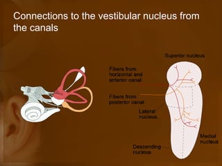Vestibular system | PPTX