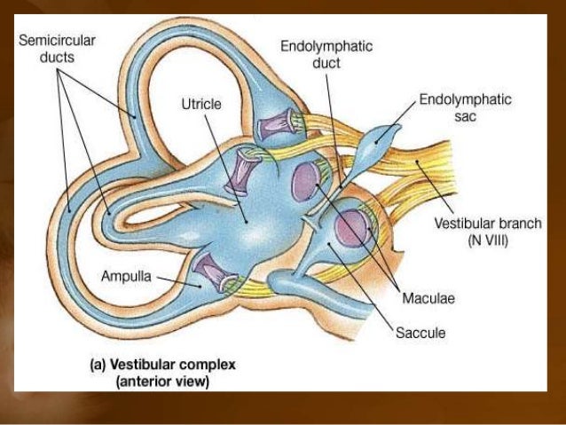 Vestibular system
