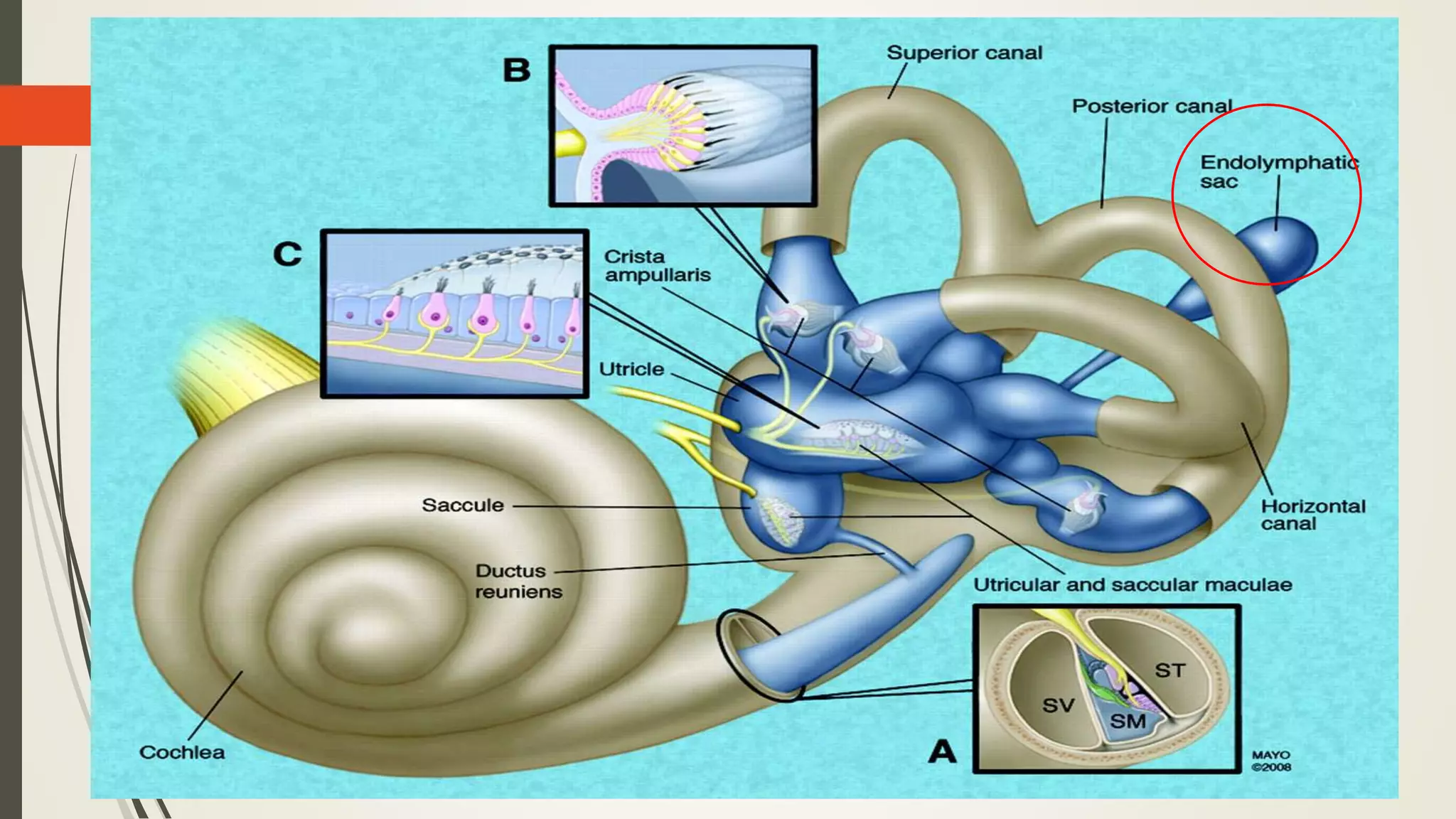 Vestibular system -Maintenance of Balance and Equilibrium | PPTX